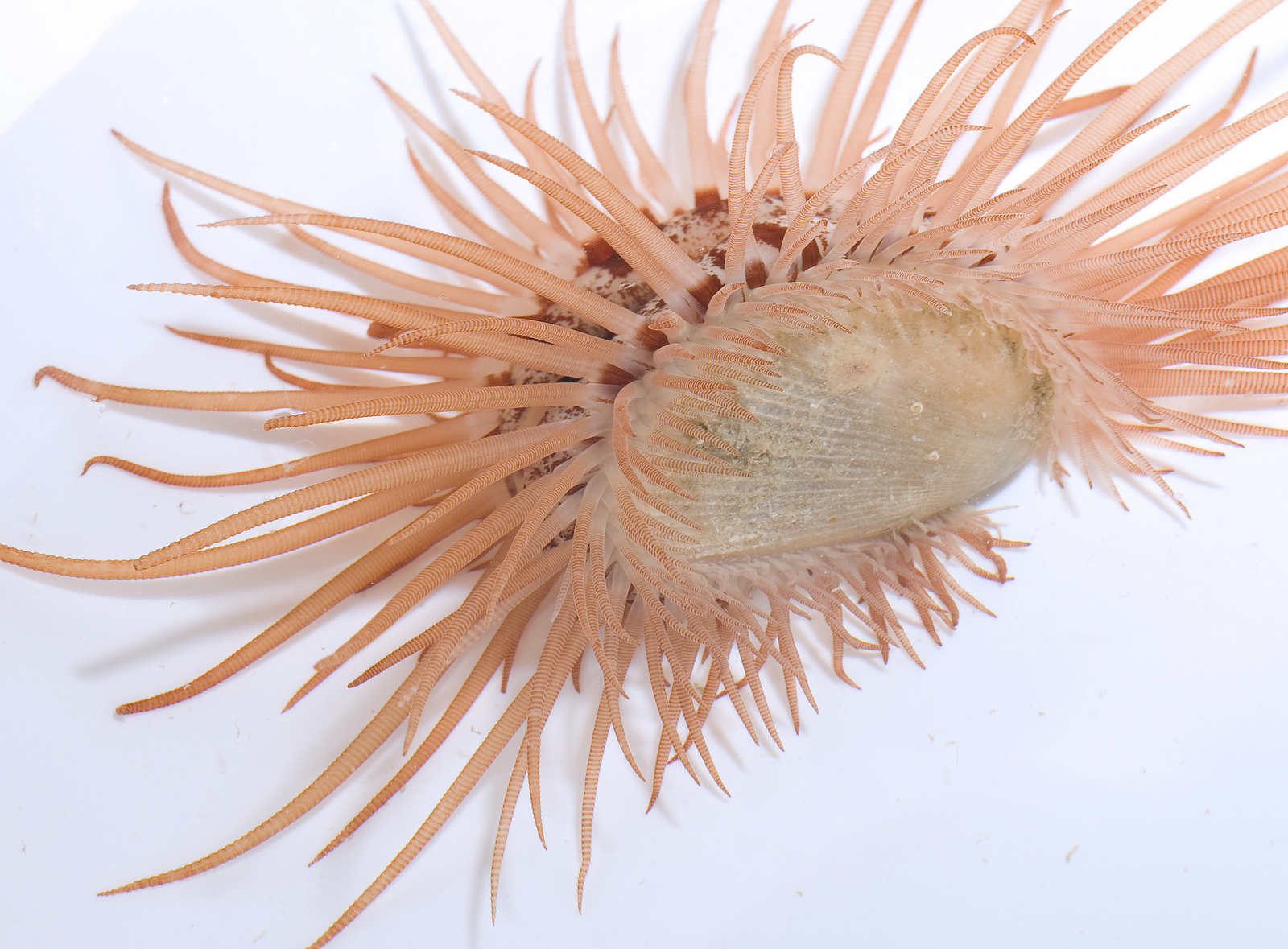 Real Monstrosities: File Shell