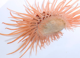 Real Monstrosities: File Shell