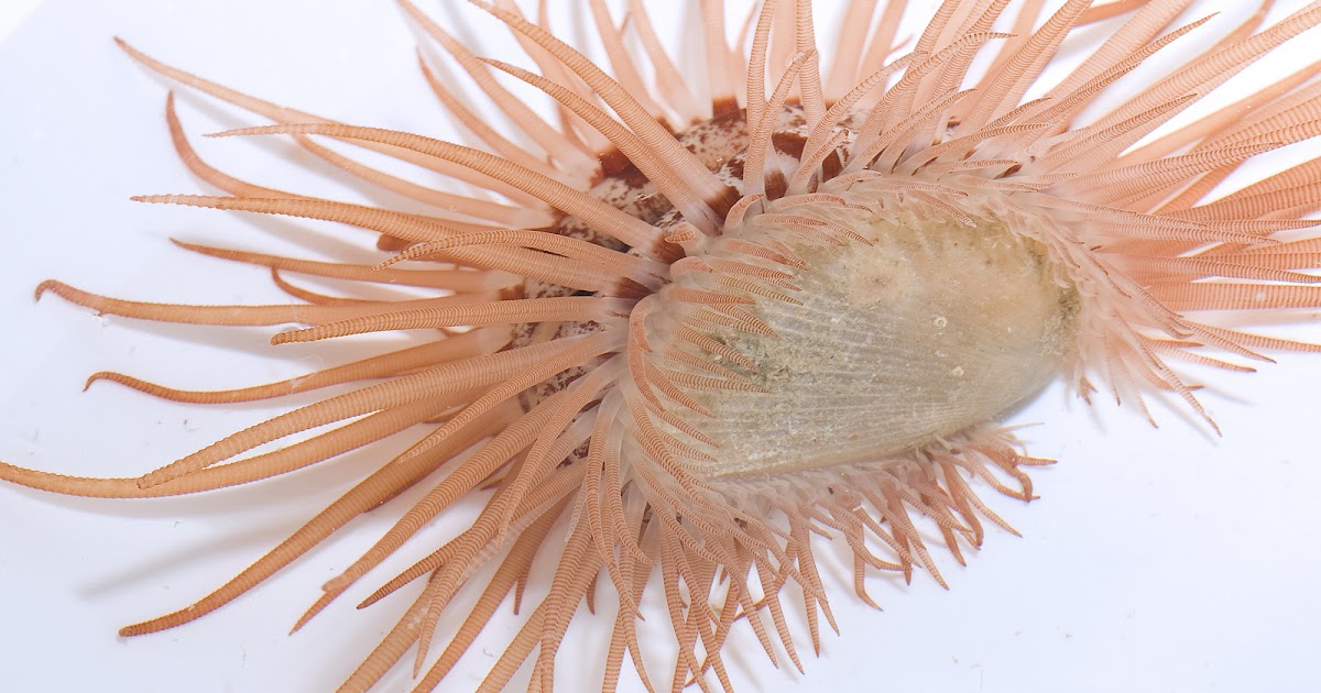 Real Monstrosities: File Shell