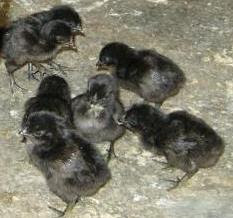 Chicken Cemani - Ayam Indonesia.: Chicken Cemanis