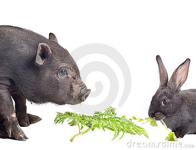 My FATHER & son: A [PIG] and A [RABBIT]