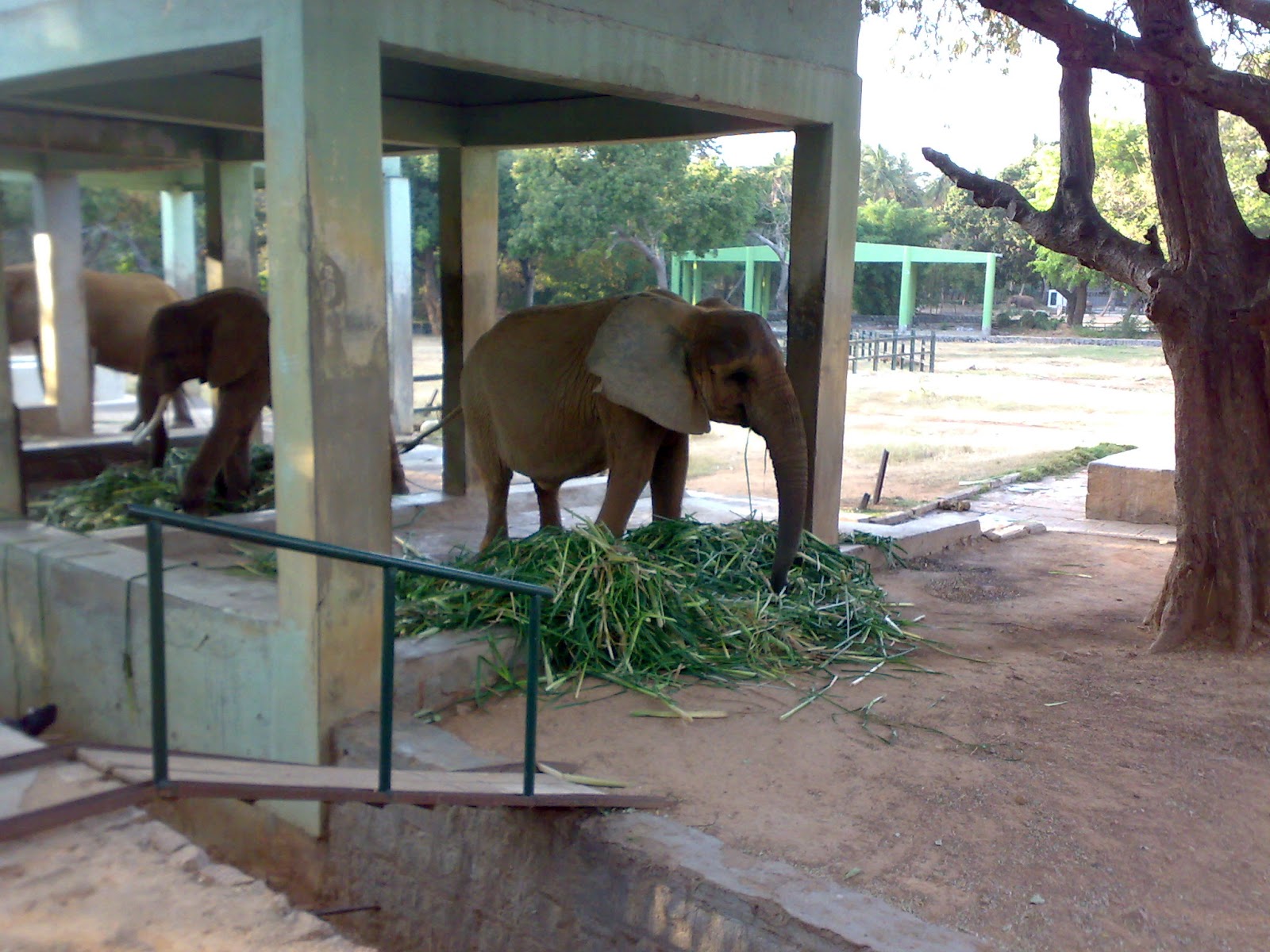 PALACE OF MYSORE: Mysore ZOO