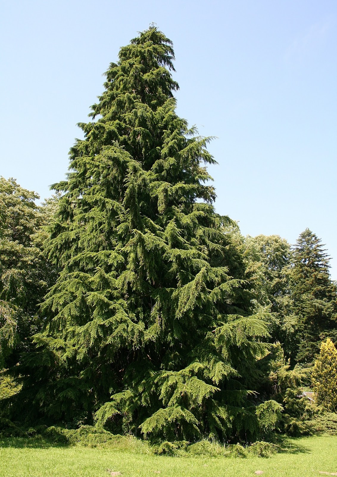 Trees Planet: Tsuga heterophylla – Western Hemlock