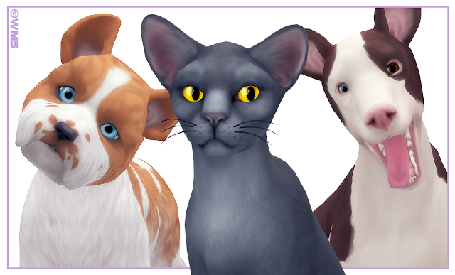 Little Sad Eyes for Cats & Dogs | WildlyMiniatureSandwich