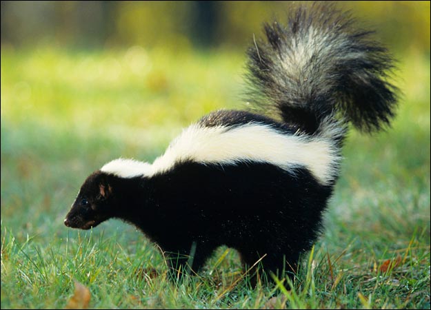 izzahelyoes: Si Belang Kentut