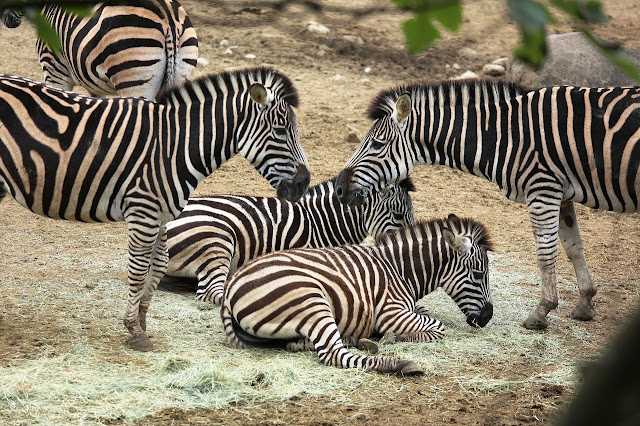 Contes d' Animals: LA ZEBRA