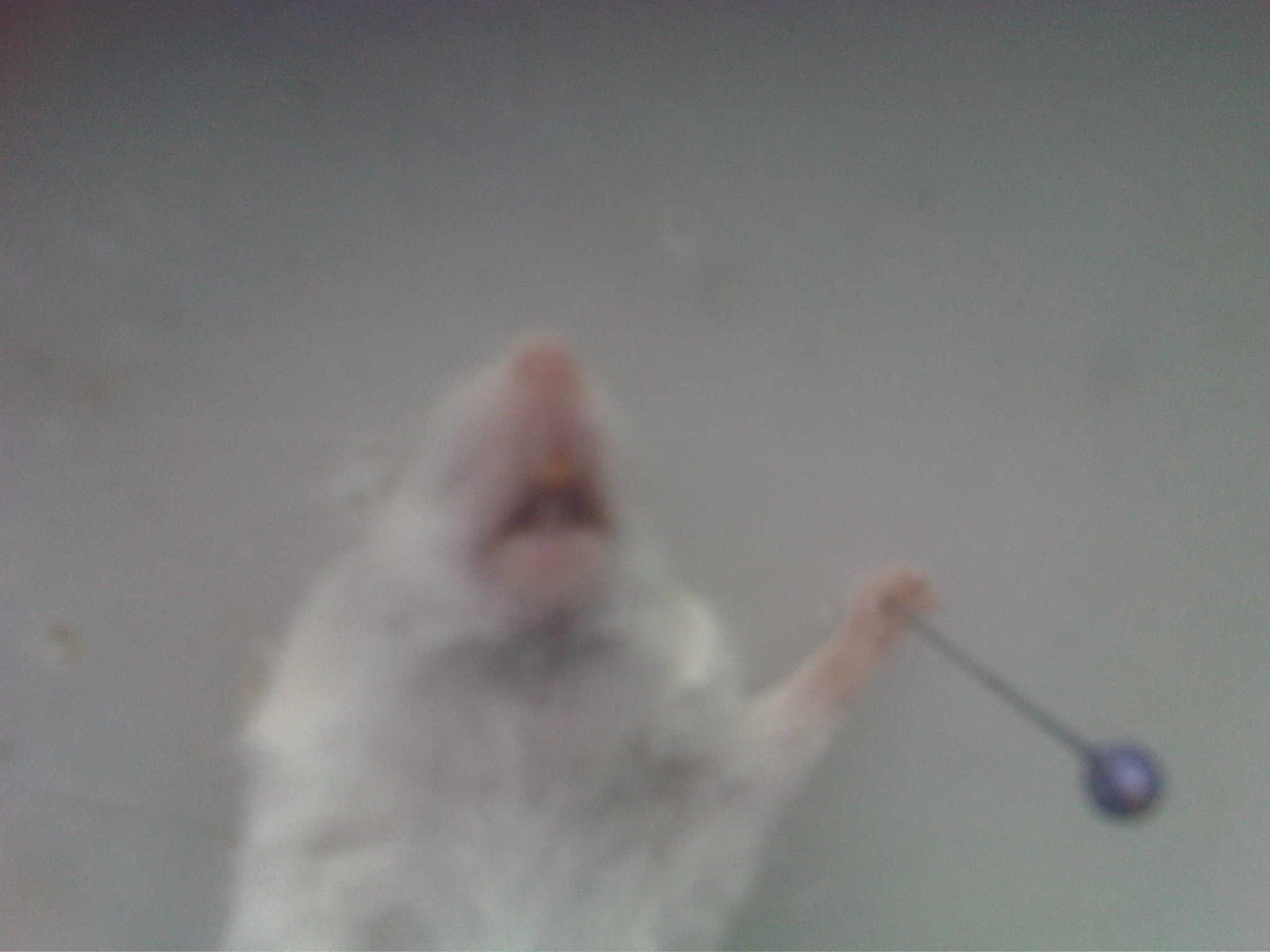 pembedahan dan gambar praktikum mencit mus musculus ( gambar dari hasil ...