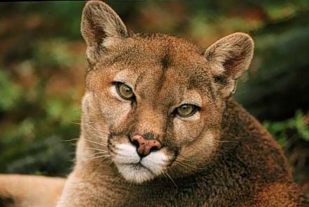Flora y Fauna de Ecuador