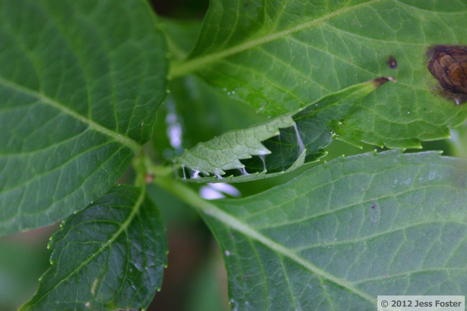 Sluggin' Along: Leaf Rollers