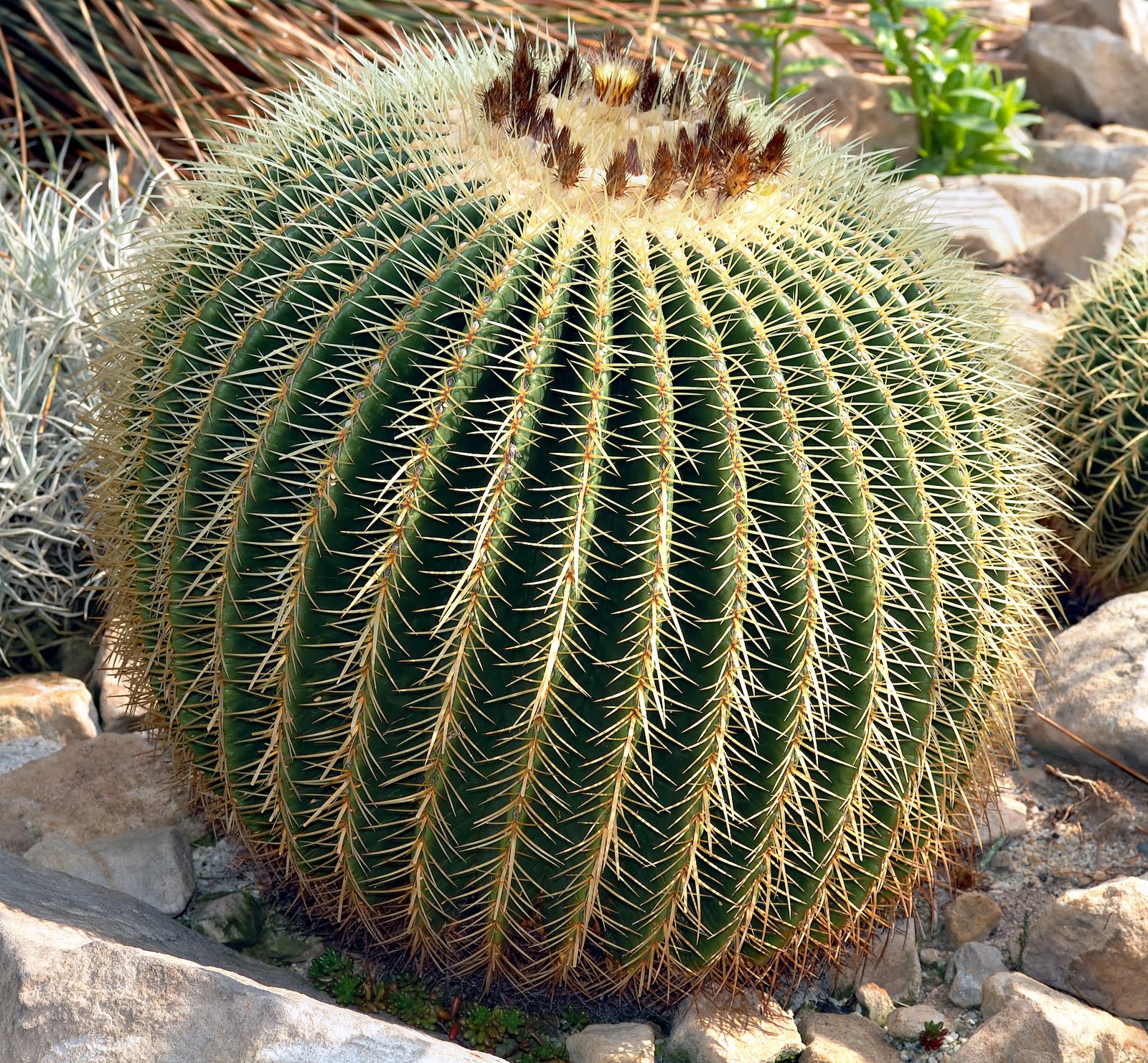 Florile si noi-ingrijirea florilor: Cactusii partea II-Cactusii de desert
