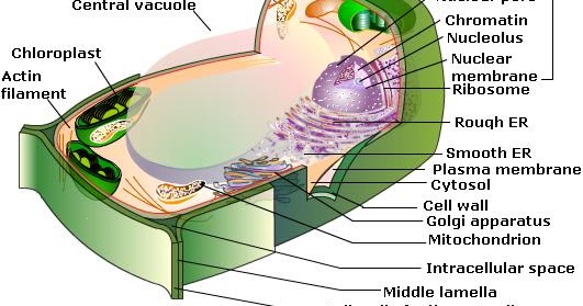 Knowledge Class Structure Of A Generalized Eukaryotic Cell knowledge-class-structure-of-a-generalized-eukaryotic-cell