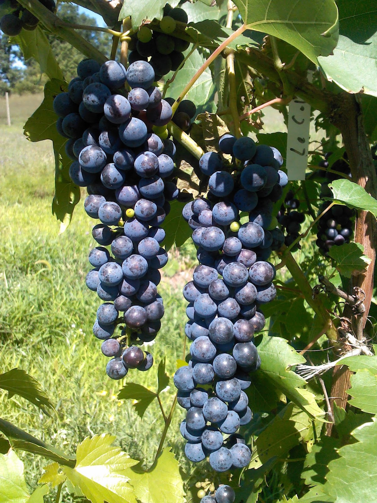 hudson-chatham wine blog: Harvest is Coming to Hudson-Chatham Winery 2013