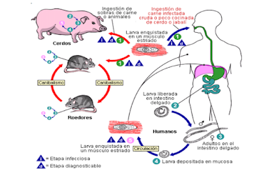 Casares On Line: Extreman medidas de prevención en la región ante la ...