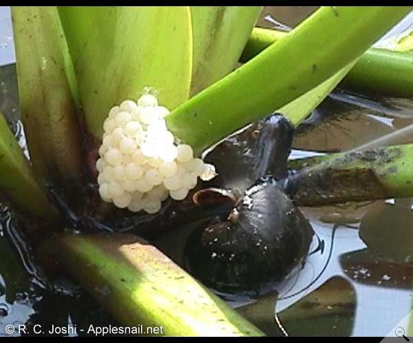 Lecture Notes in Medical Technology: Lecture #9: THE INTESTINAL FLUKES