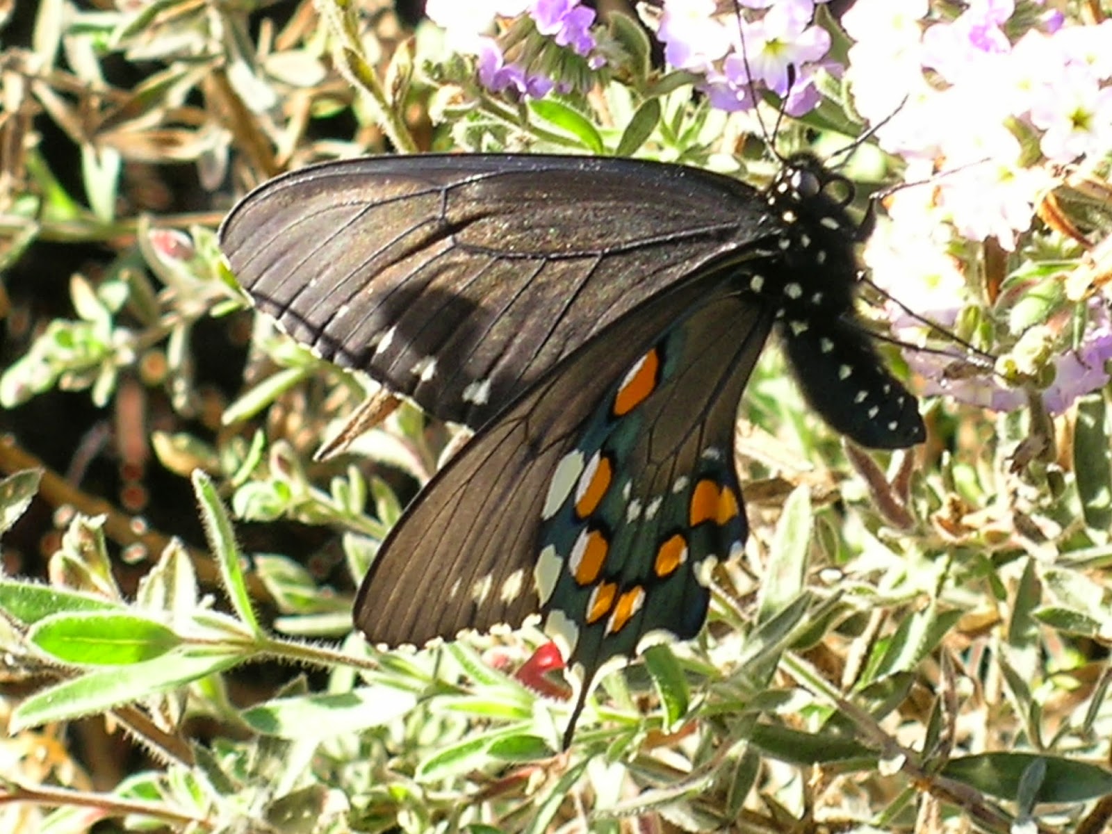 Berkeley Butterfly Blog: Female Pipevine Swallowtail