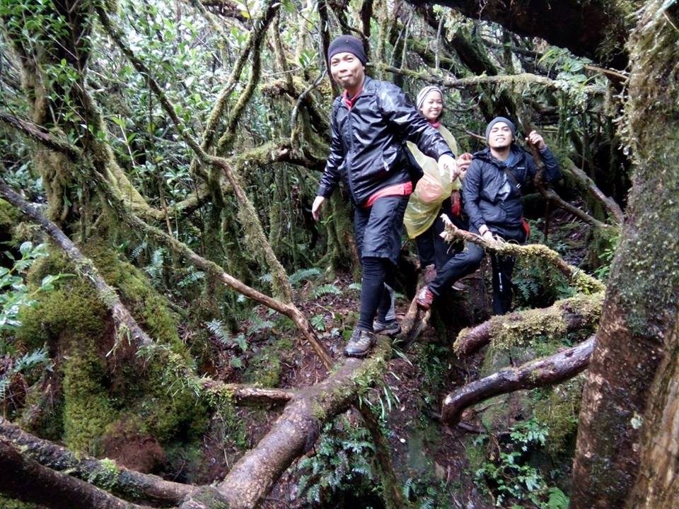 Skookum Mountaineers: Mt. Tabayoc - Into the mossy forest and up in the ...
