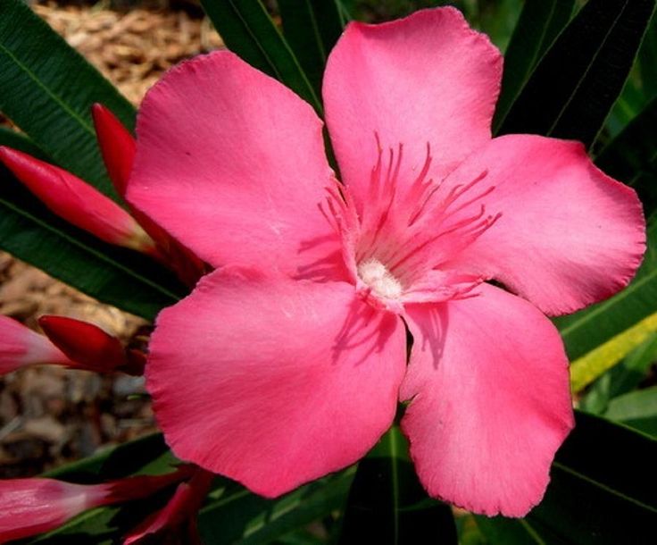 HEALTH BENEFITS OF OLEANDER FLOWER - Naattu Marundhu Kadai CBE