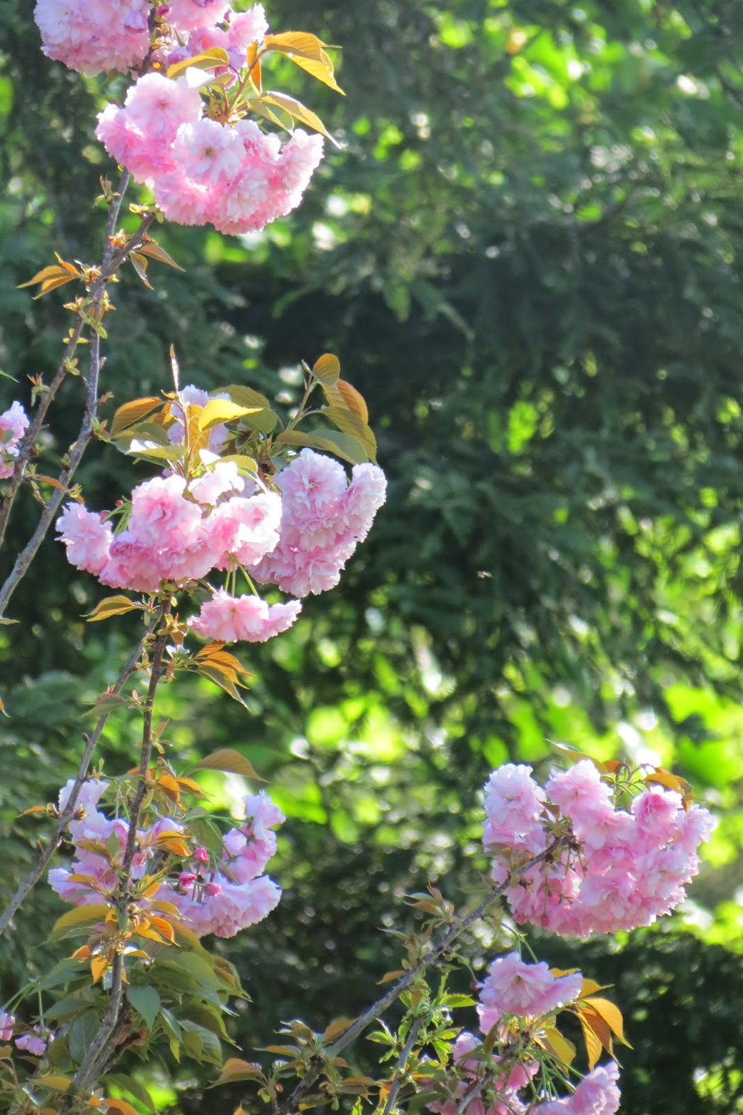 Red Rose Alley: Her Secret Garden