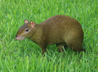 Agouti Animals | Amazing Facts & Latest Pictures | The Wildlife