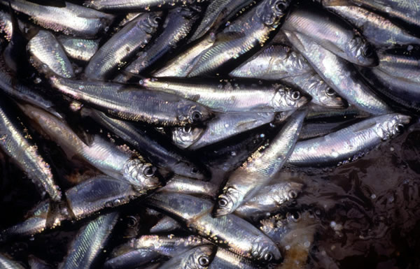 Black and Blue Waterbodies: EATING FISH AFTER OIL SPILL, IS IT SAFE?