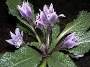 Herbs-Treat and Taste: EUROPEAN MANDRAKE - SUPERSTITIONS, FOLKLORE AND ...