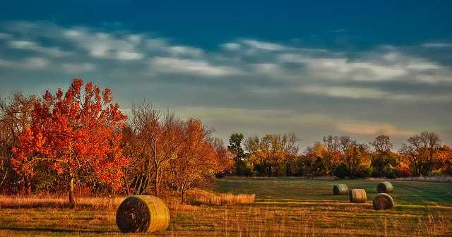 Critter Sitter's Blog: Wichita, Kansas Fall Foliage - Photos