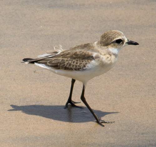 Greater sand plover | Birds of India | Bird World
