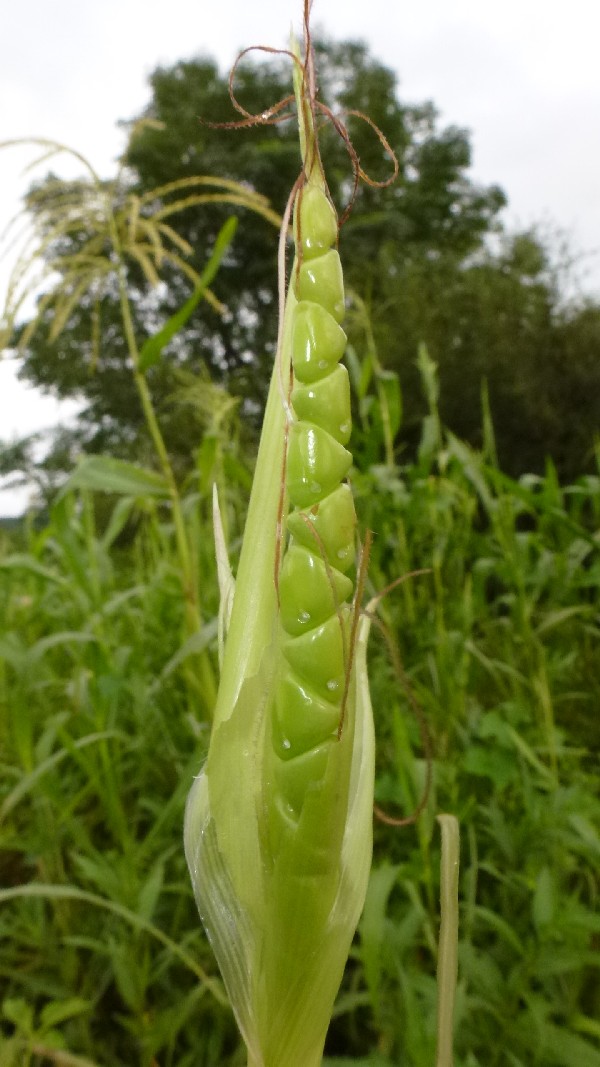 El cuexcomate: Fotos y un teocintle del sur de Guanajuato