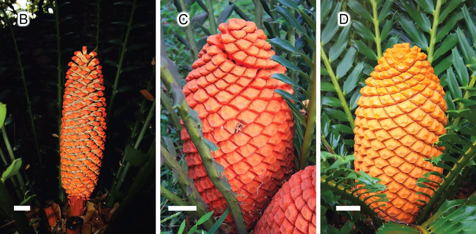 Sciency Thoughts: Northern Mozambique’s Critically Endangered Cycad.