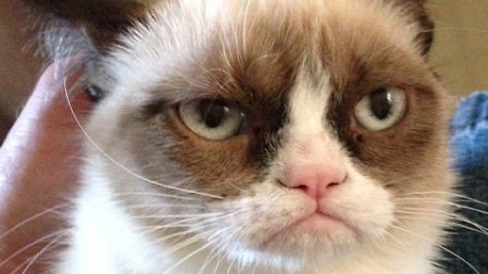 Grumpy Cat Angry Face | Funny Collection World