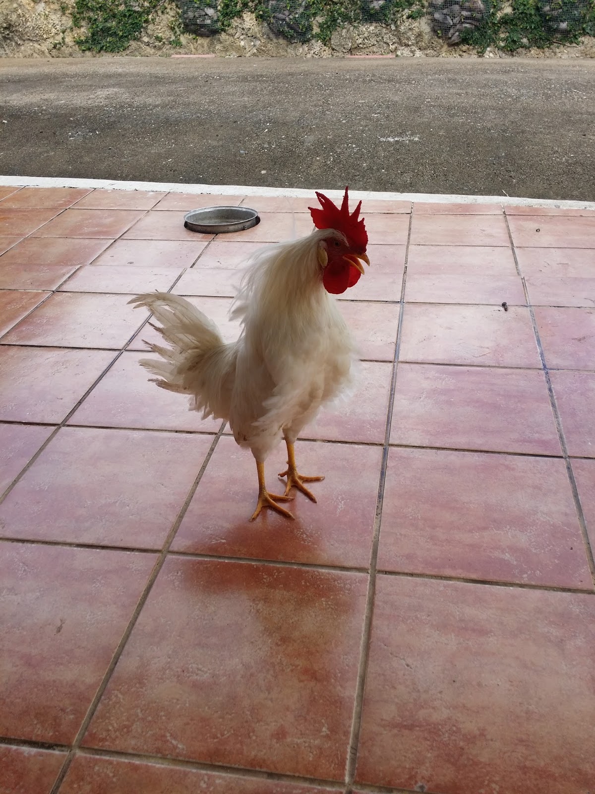 ECOTARIANOS.RD: Crianza de pollos ecológicos II