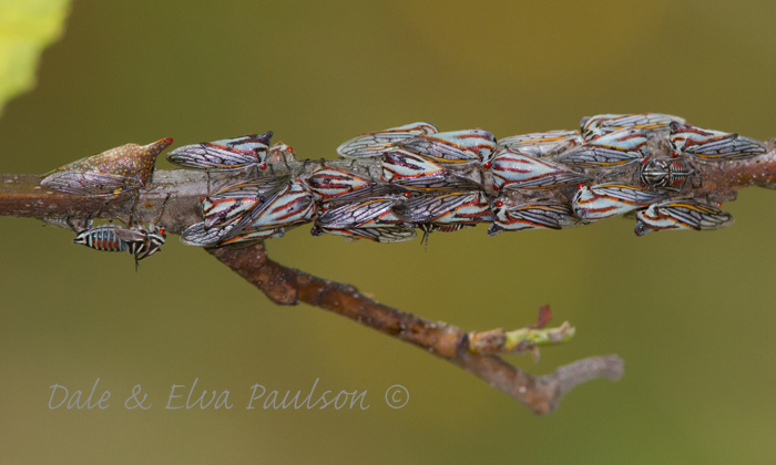 Elva's Field Notes: Oak Tree Hoppers