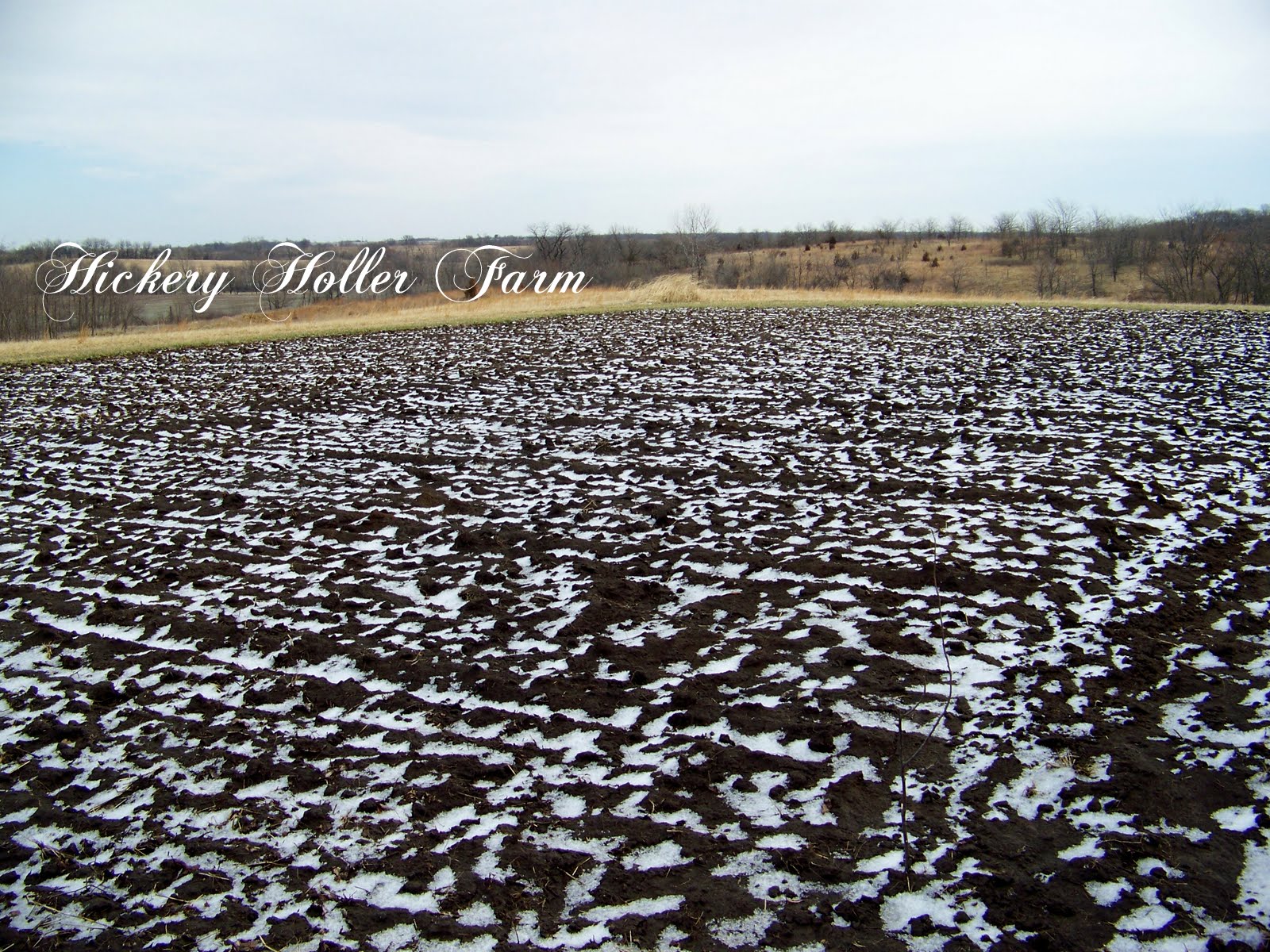Hickery Holler Farm: 1. Choosing What To Plant