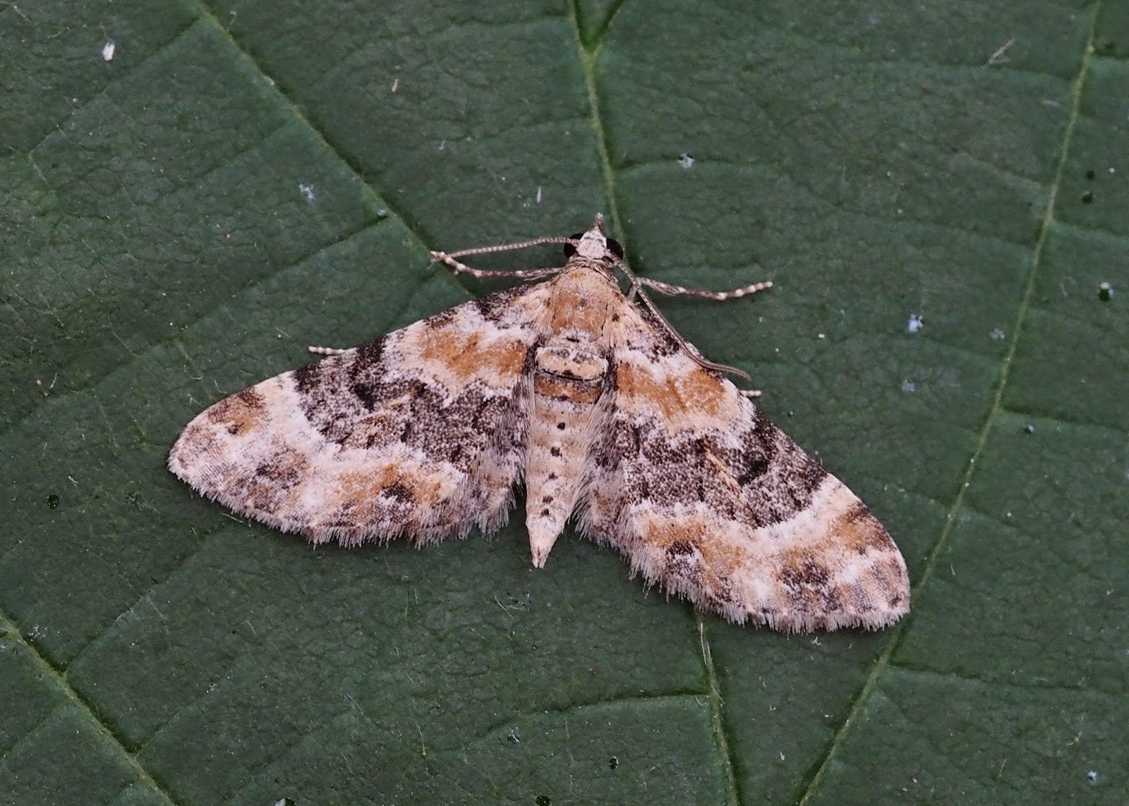 Bill's Birding: Moth trapping - an introduction!