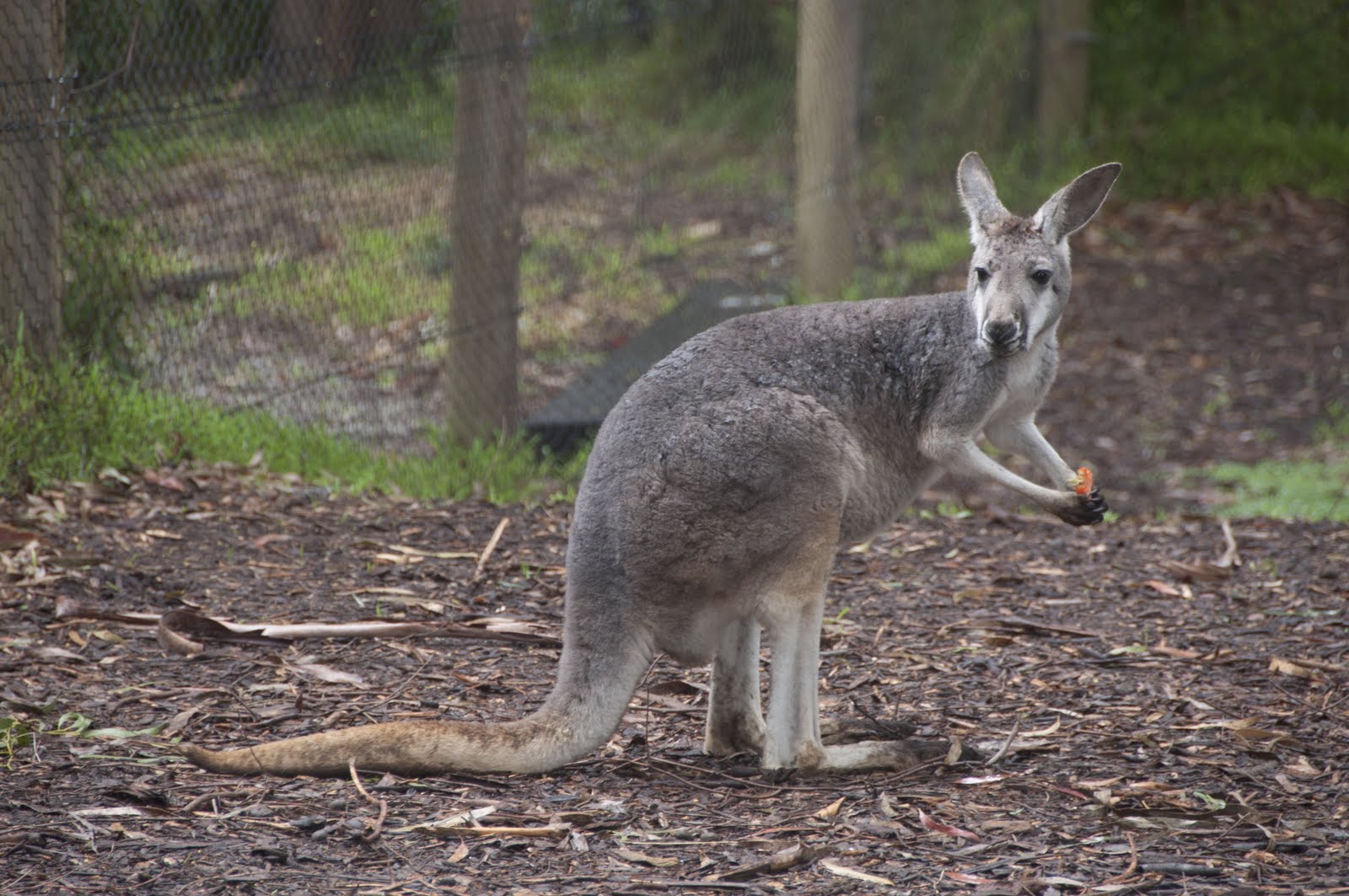 2 tarins australiens: Aperçu de la faune australienne