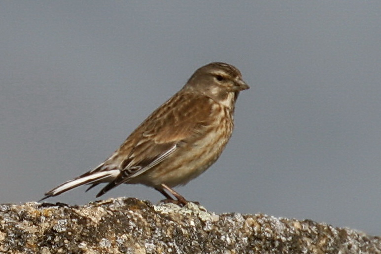 TERRITORIO NATURAL: PARDILLO COMÚN