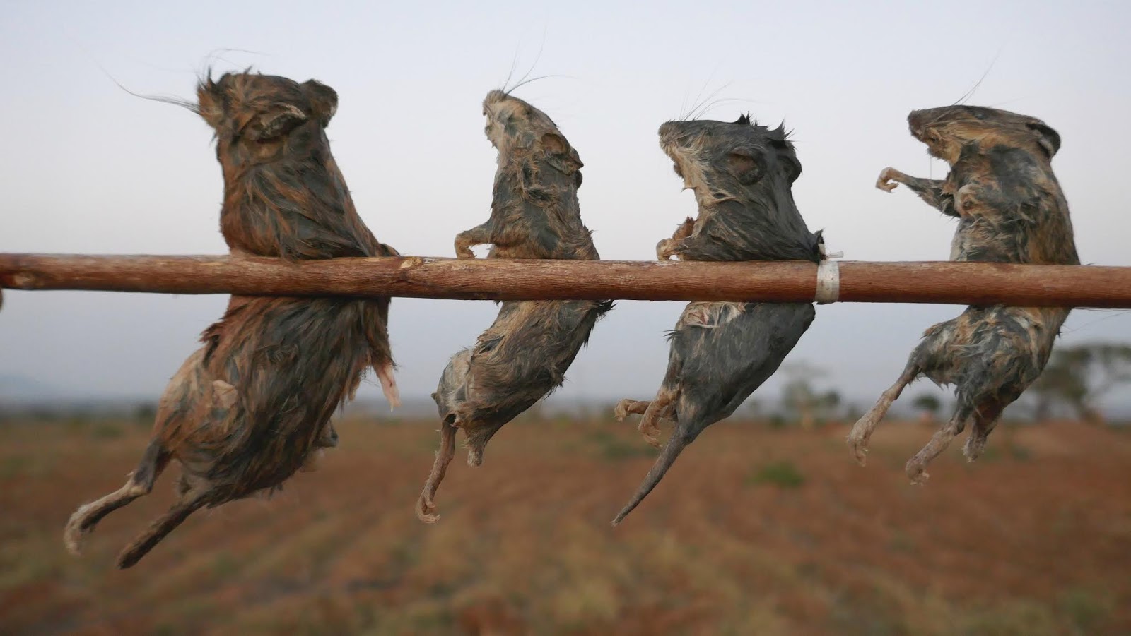 Mbewa - Blog of Charlie Hartono It's Charlie