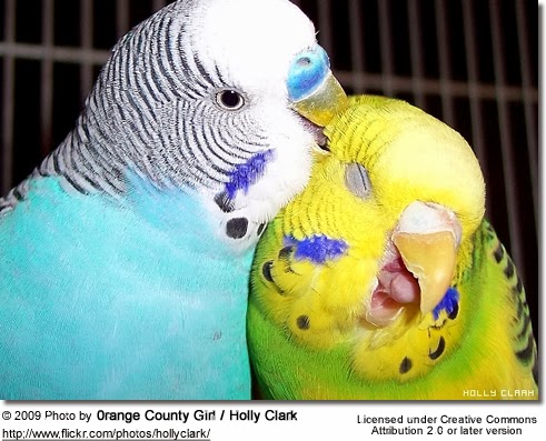 Budgies,Budgerigar,Badrika Pet Bird in Kolkata: 10 reasons to choose ...