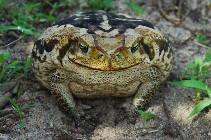 VIDA SELVAGEM: Sapo-cururu