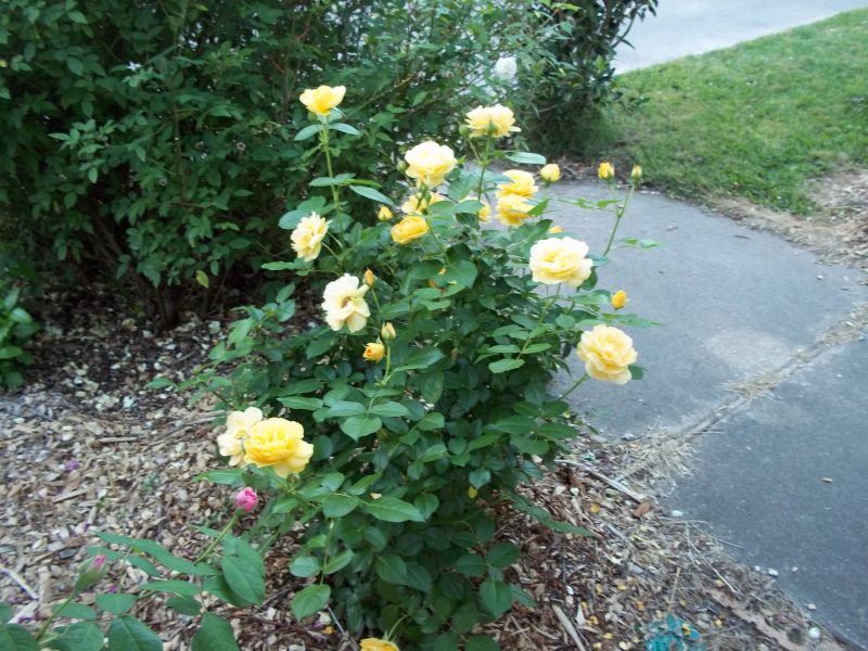 Davy's Louisiana Gardening Blog: This Rose is Cooking!