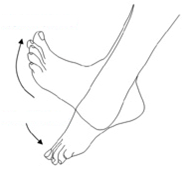 Un Dia en Terapia Fisica: Ejercicios de Buerguer Allen y Codman