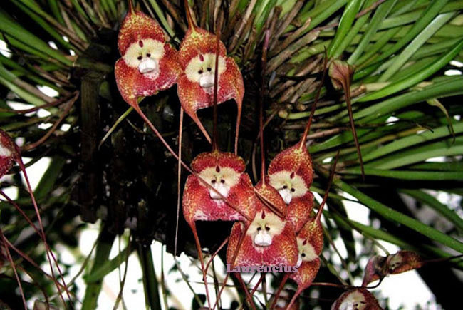 Foto Bunga Unik Dracula Simia, Anggrek Monyet dari Ekuador - Laurencius