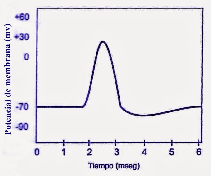Potenciales de membrana - período refractario