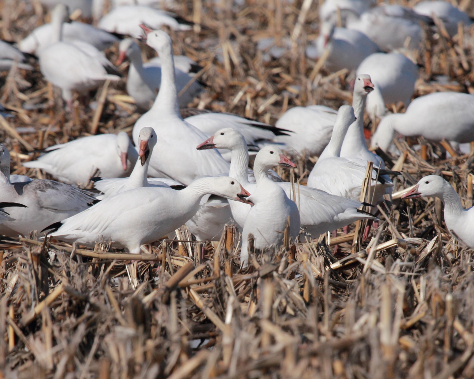 The Nomadic Naturalist: Snow Geese in Eastern Ontario