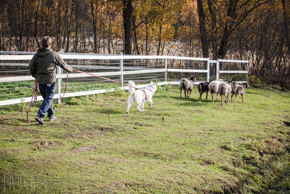 Paws Up: Paimenkoirat paimentaa