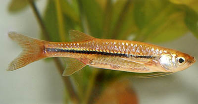 Flying barb / Rawul dandia (Esomus thermoicos) | FRESHWATER FISHES OF ...