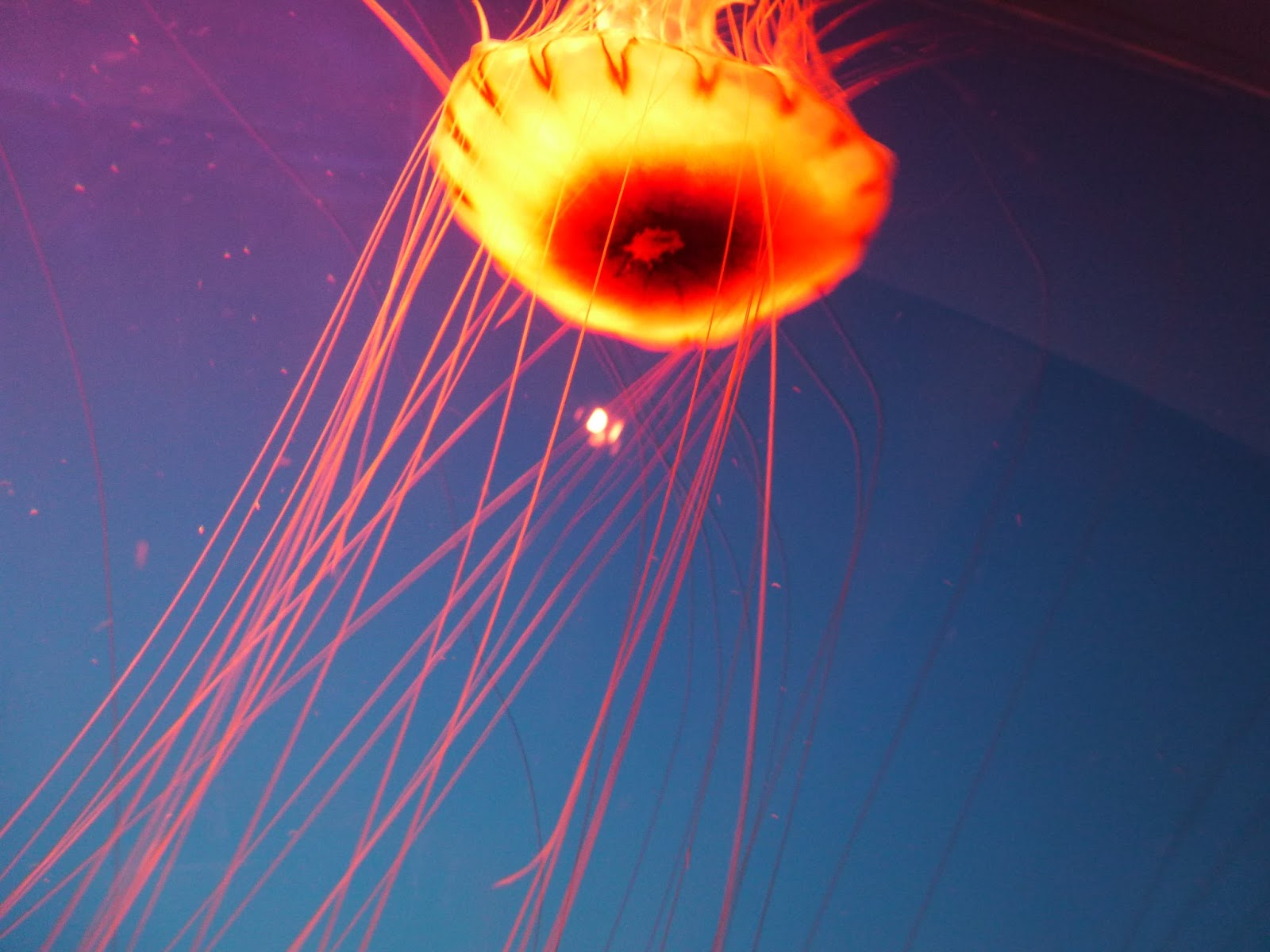 James McGarvey Designs