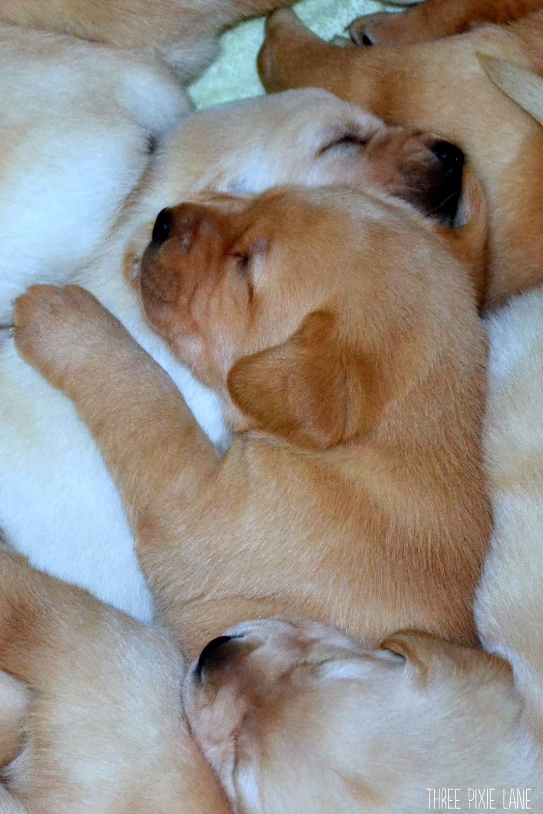 Three Pixie Lane: Favorite Photo Friday- a Dog's Perspective