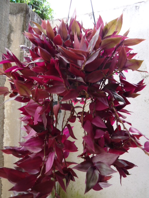 Jardim de Emoções: lambari roxo