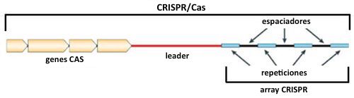Las bacterias también se “vacunan”: el sistema CRISPR/C | Mediavida